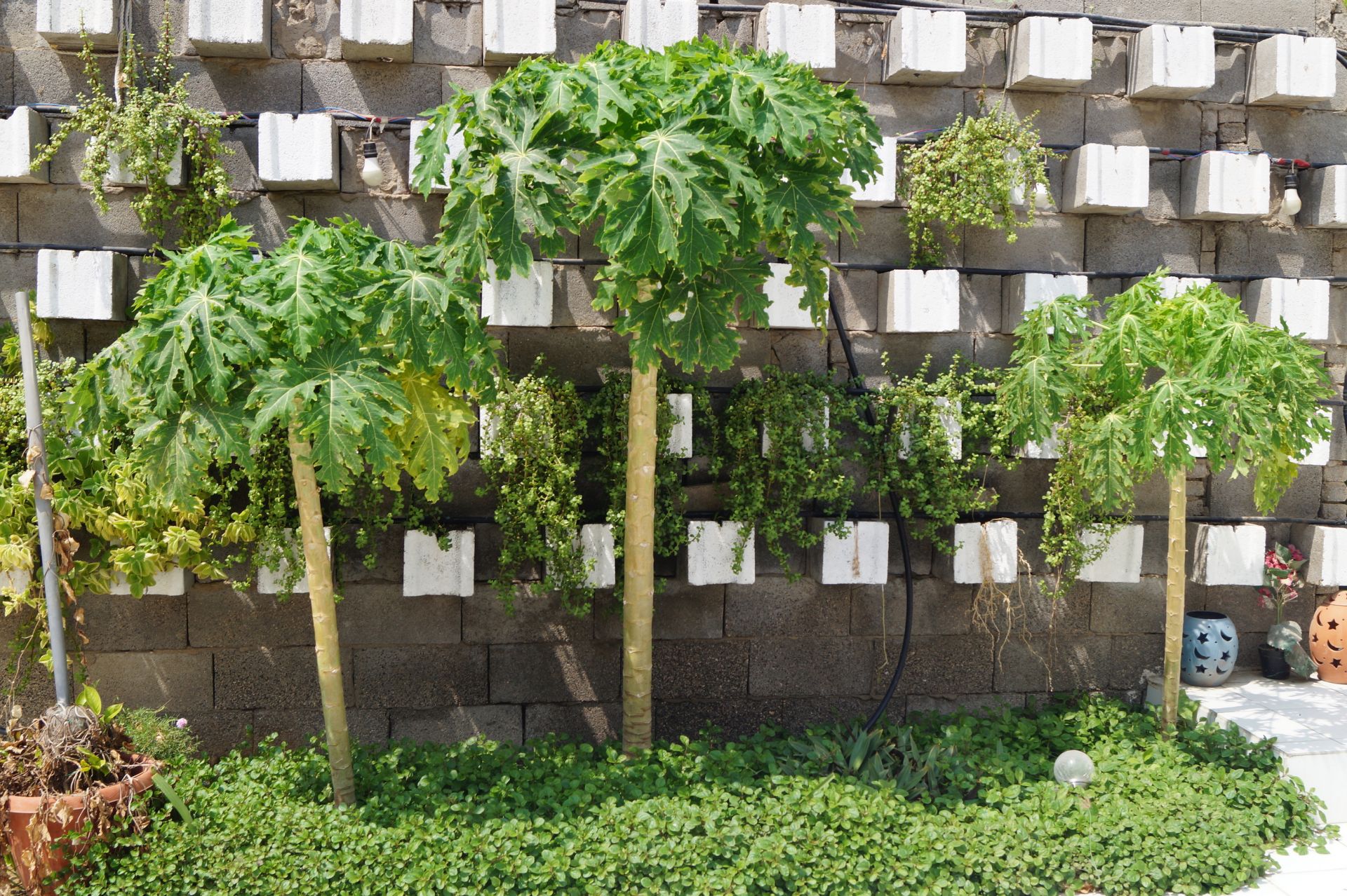 Humming Tree, Jeddah - Book Online - Coworker